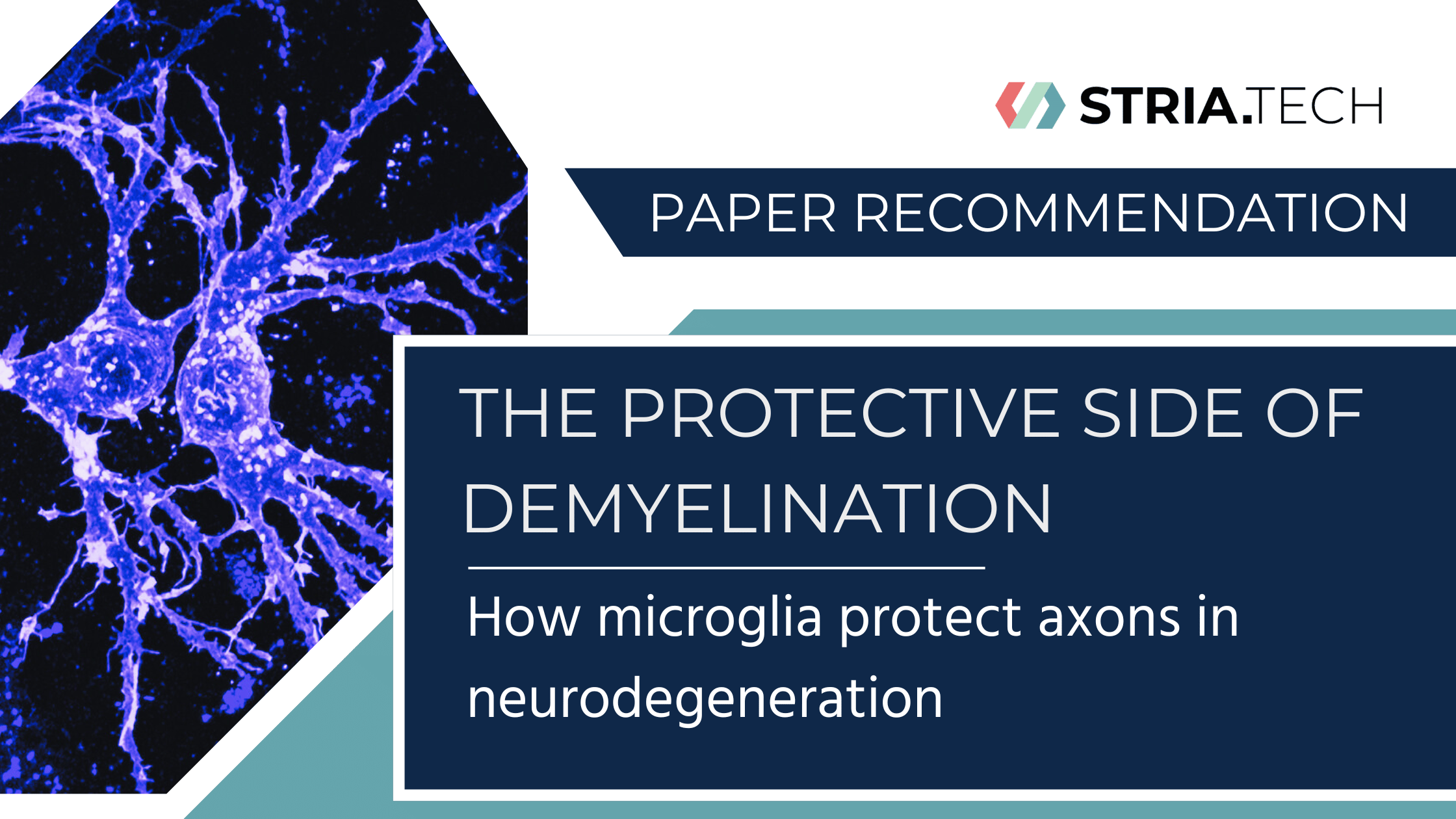 Axon Degeneration Archives - Striatech