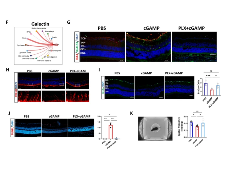 cGAMP promotes inner blood-retinal barrier breakdown through P2RX7 ...