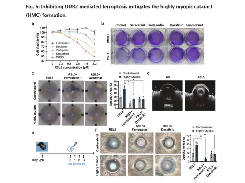 Enhanced ferroptosis sensitivity promotes the formation of highly ...